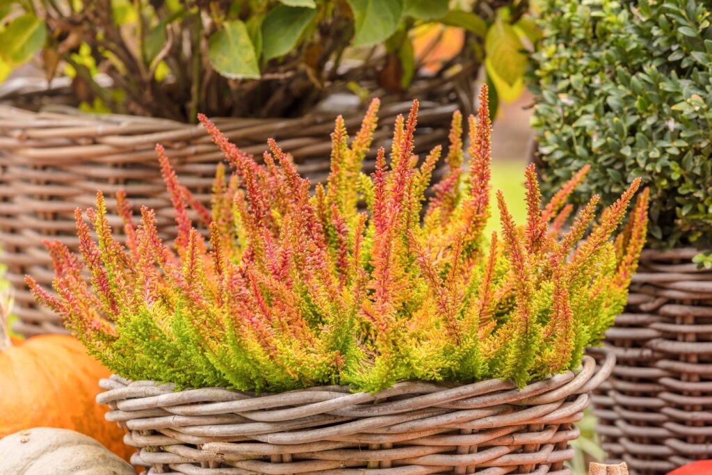 Calluna | Edens Plants & Creations