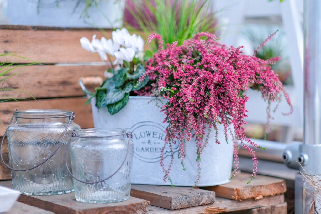 Calluna | Edens Plants & Creations