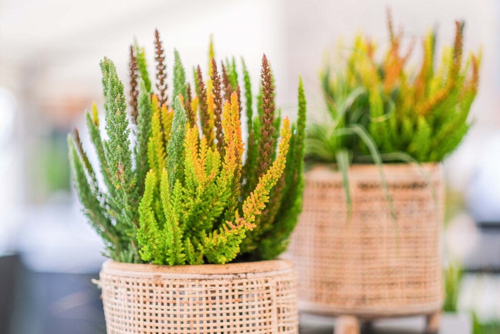 Calluna | Edens Plants & Creations