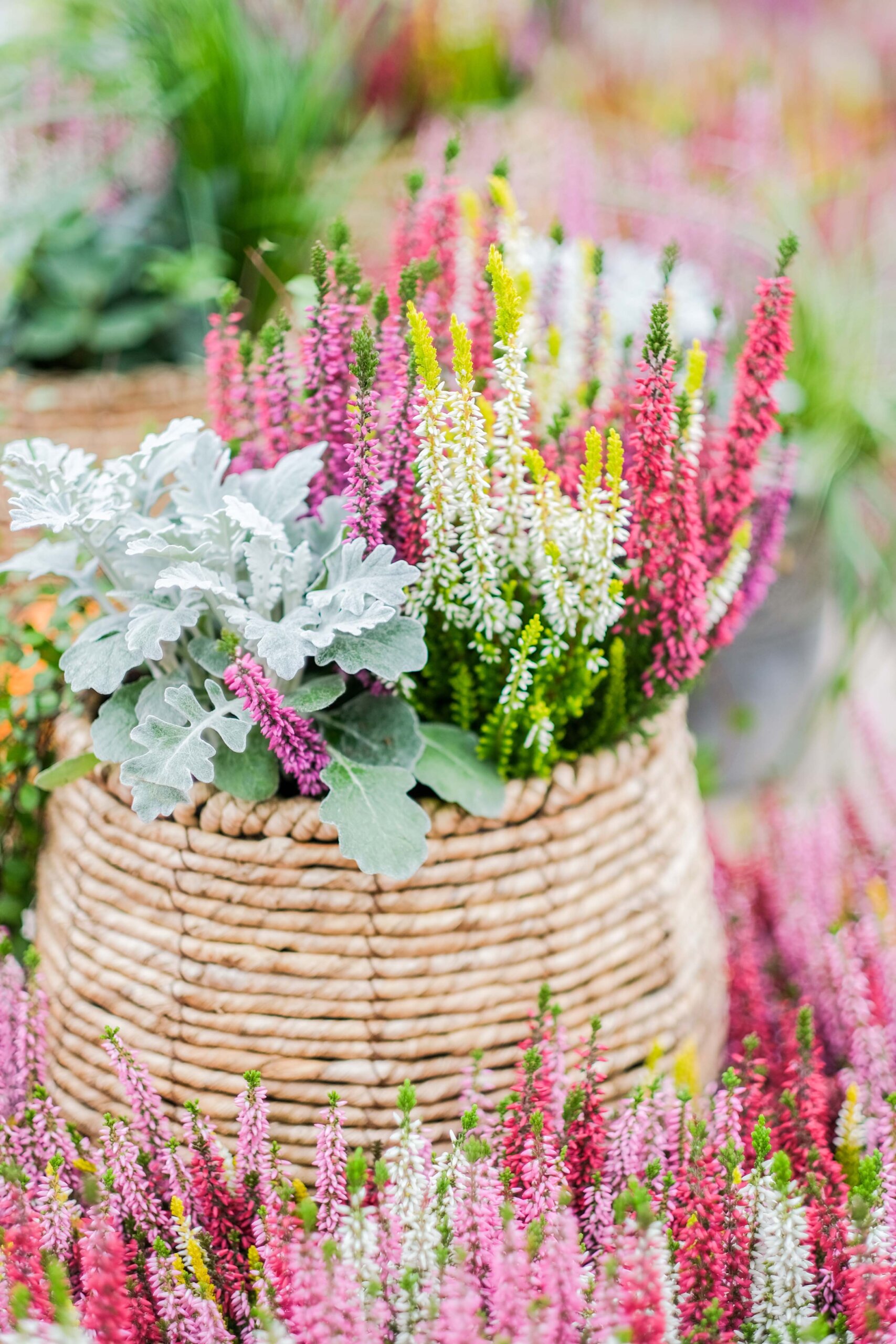 Calluna | Edens Plants & Creations