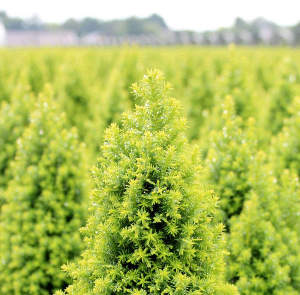 Coniferen | Edens Plants & Creations