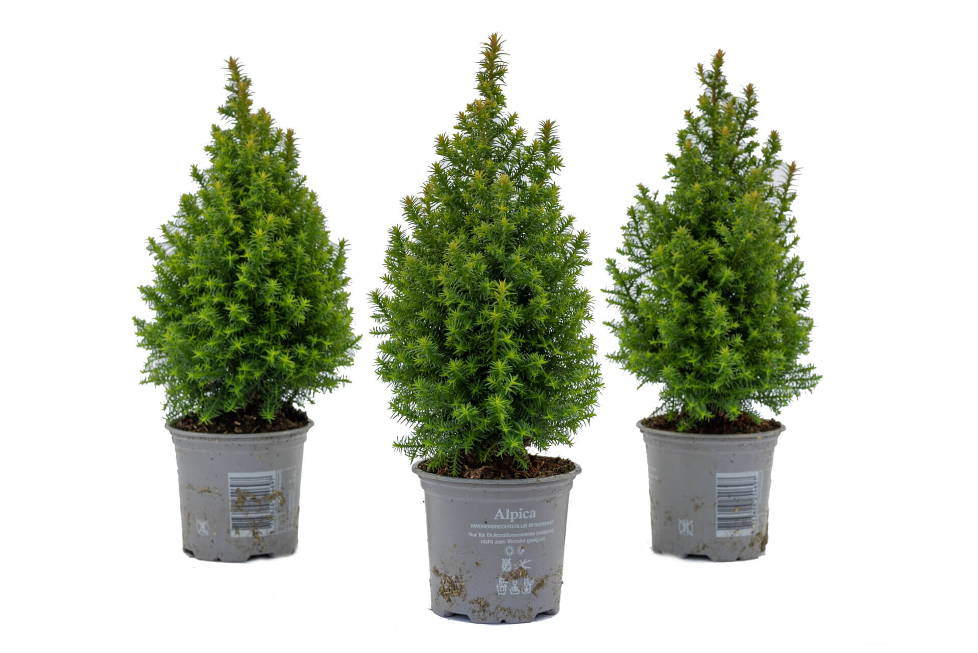 Coniferen | Edens Plants & Creations