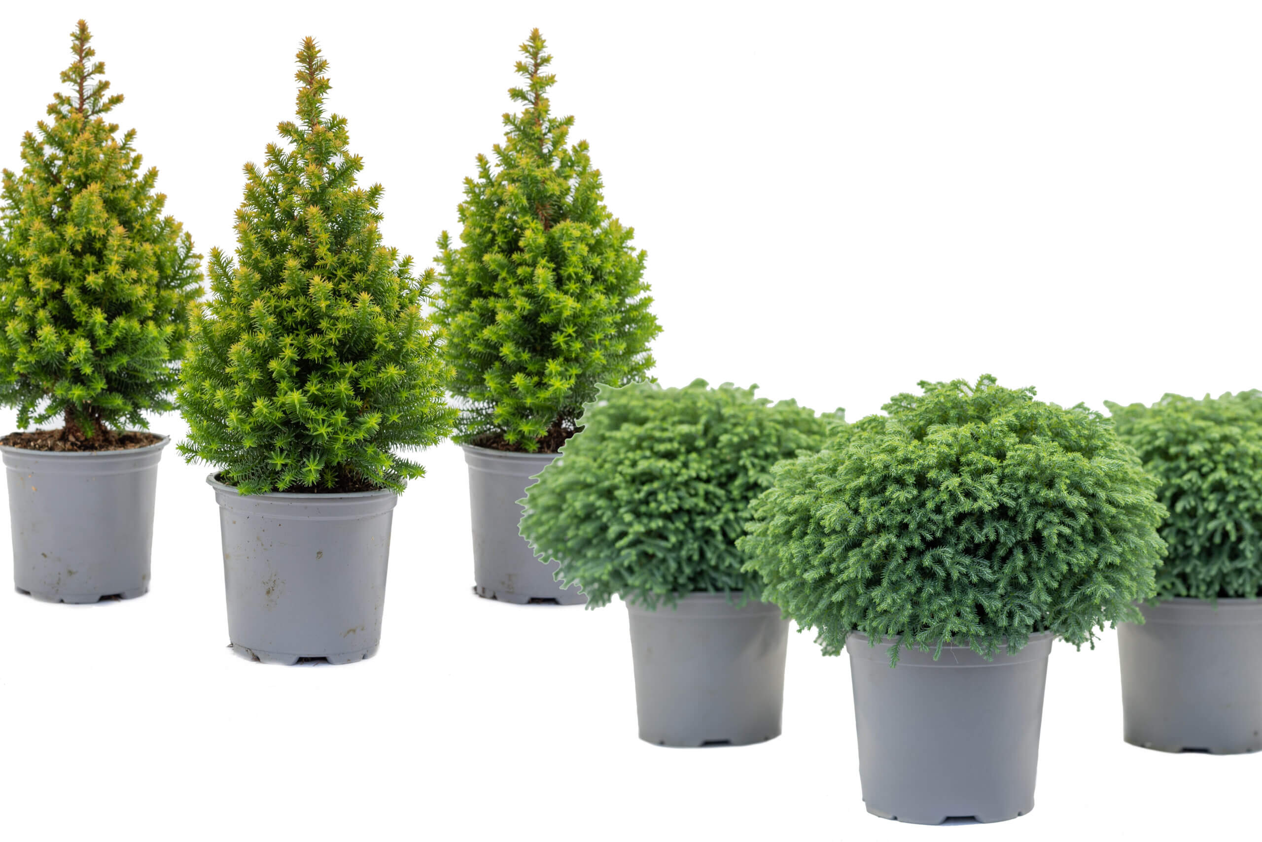 Coniferen | Edens Plants & Creations