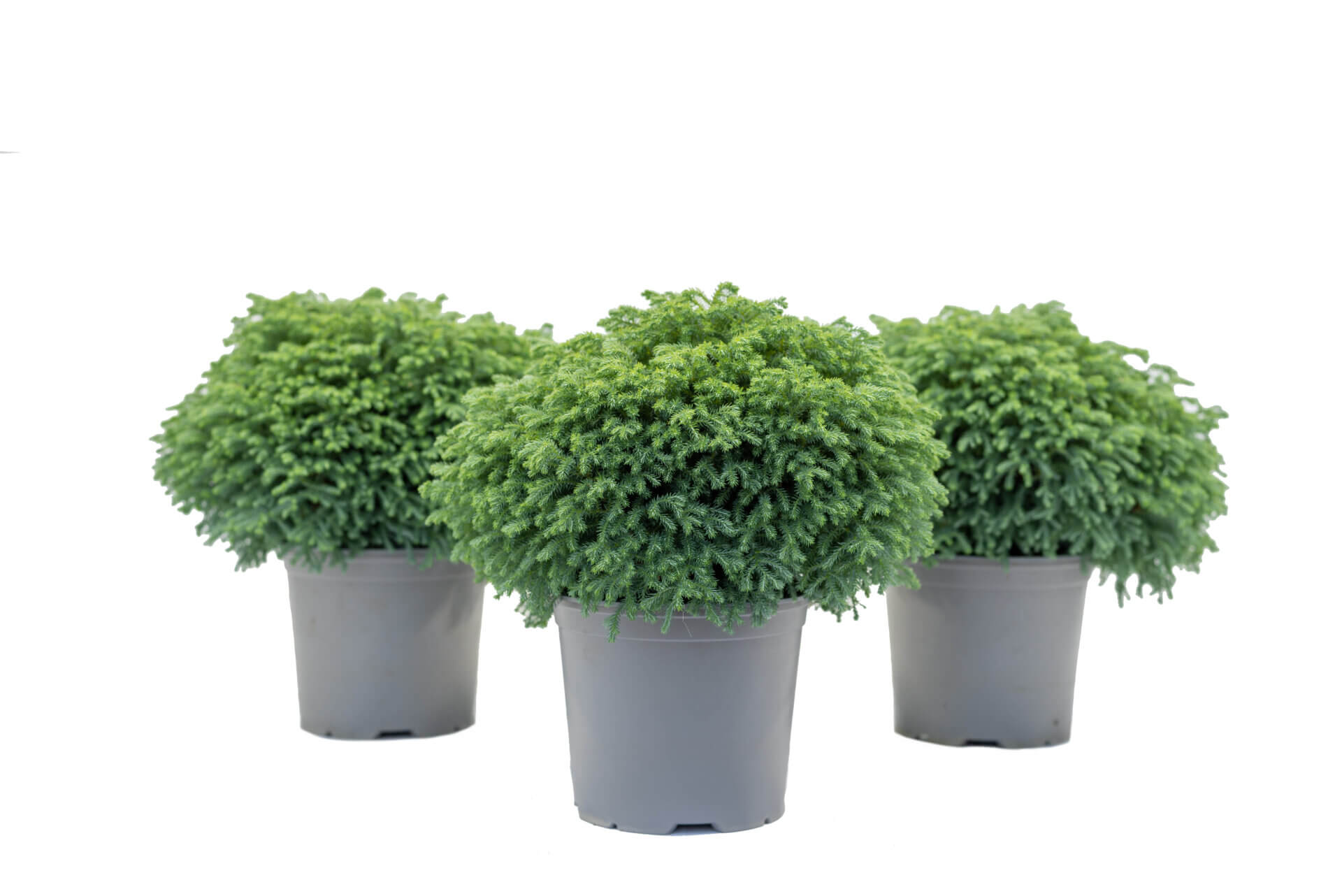 Coniferen | Edens Plants & Creations