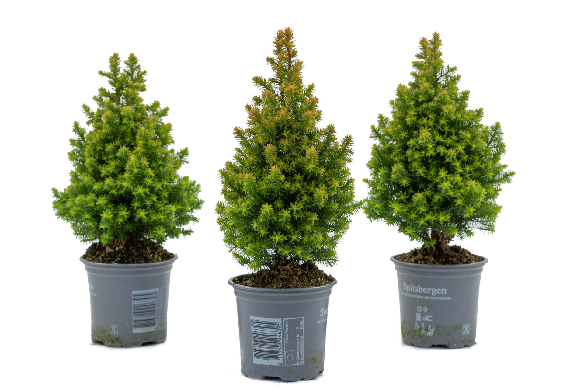 Coniferen | Edens Plants & Creations